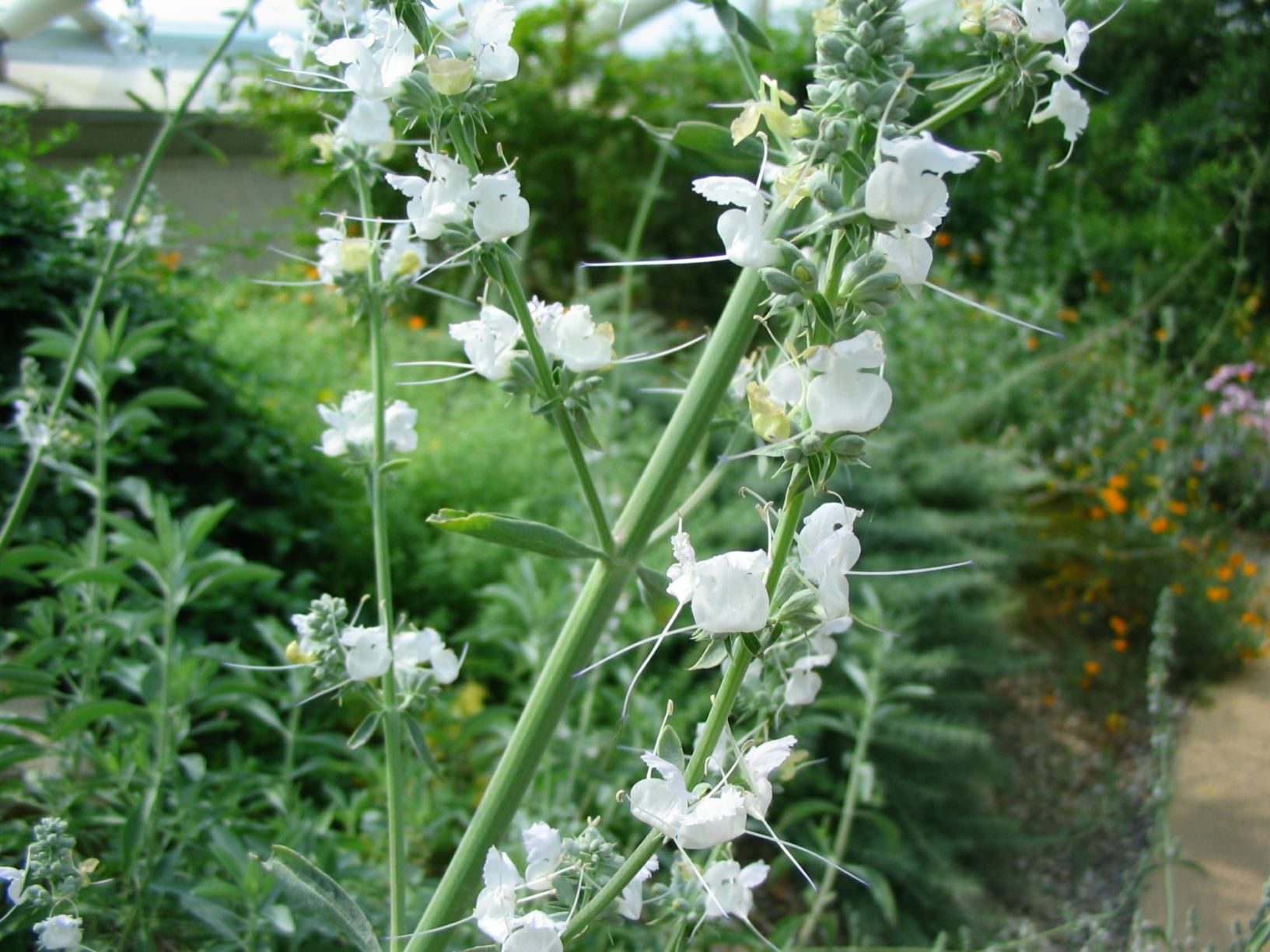 Salvia apiana - saets, bee sage, California white sage, white sage ...