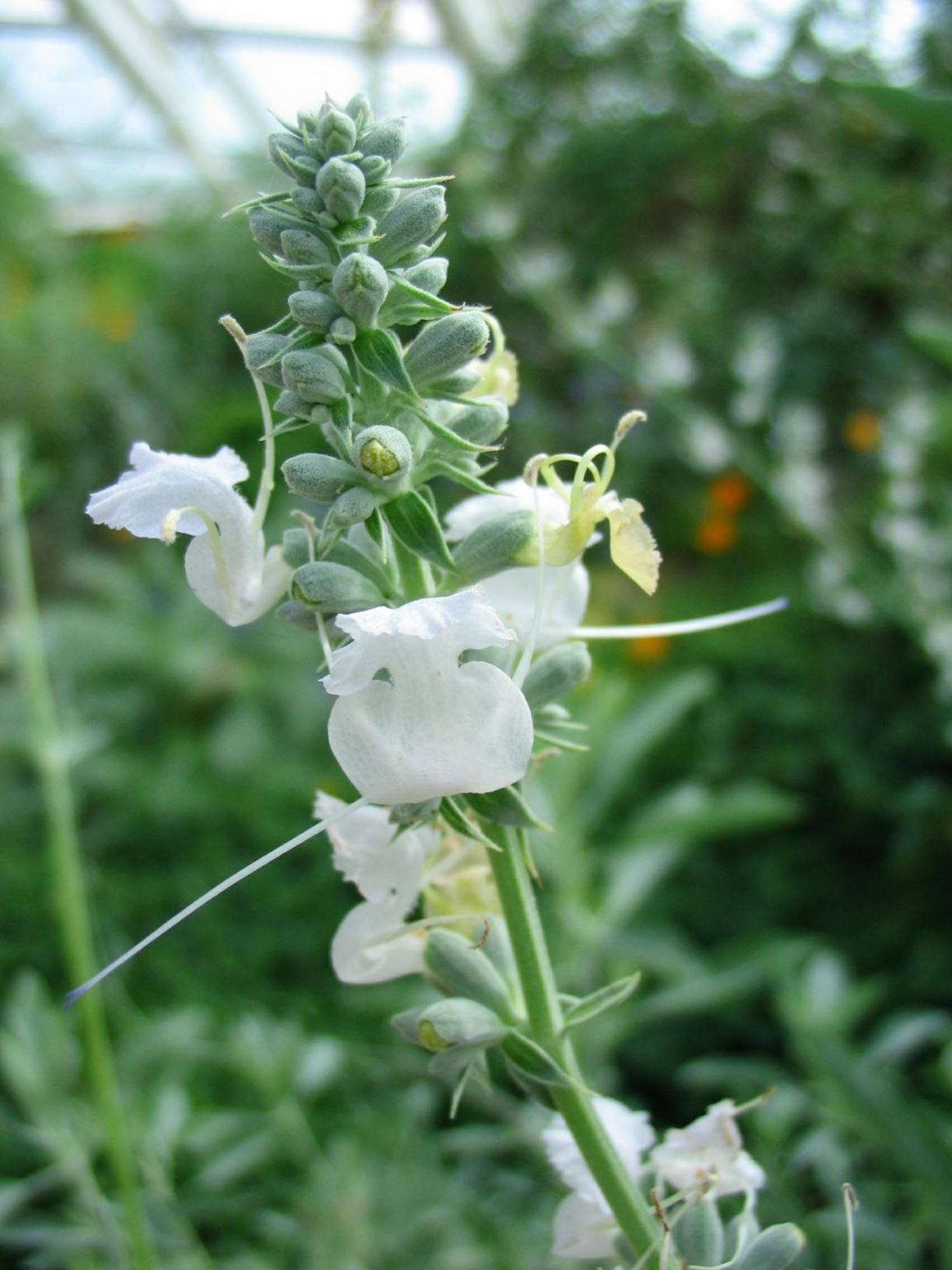 Salvia apiana - saets, bee sage, California white sage, white sage ...