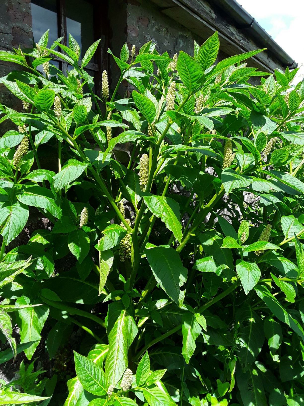 Phytolacca americana - American pokeweed, American nightshade, cancer ...