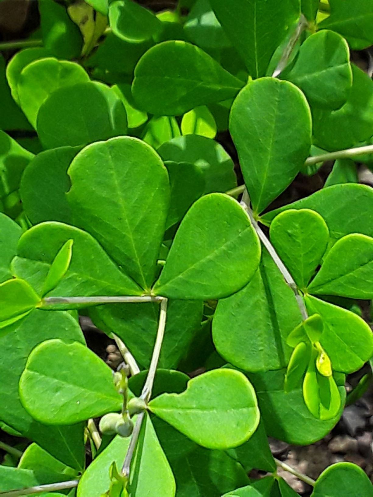 Baptisia tinctoria - banadl y lliwydd, wild indigo, horse-flea weed ...