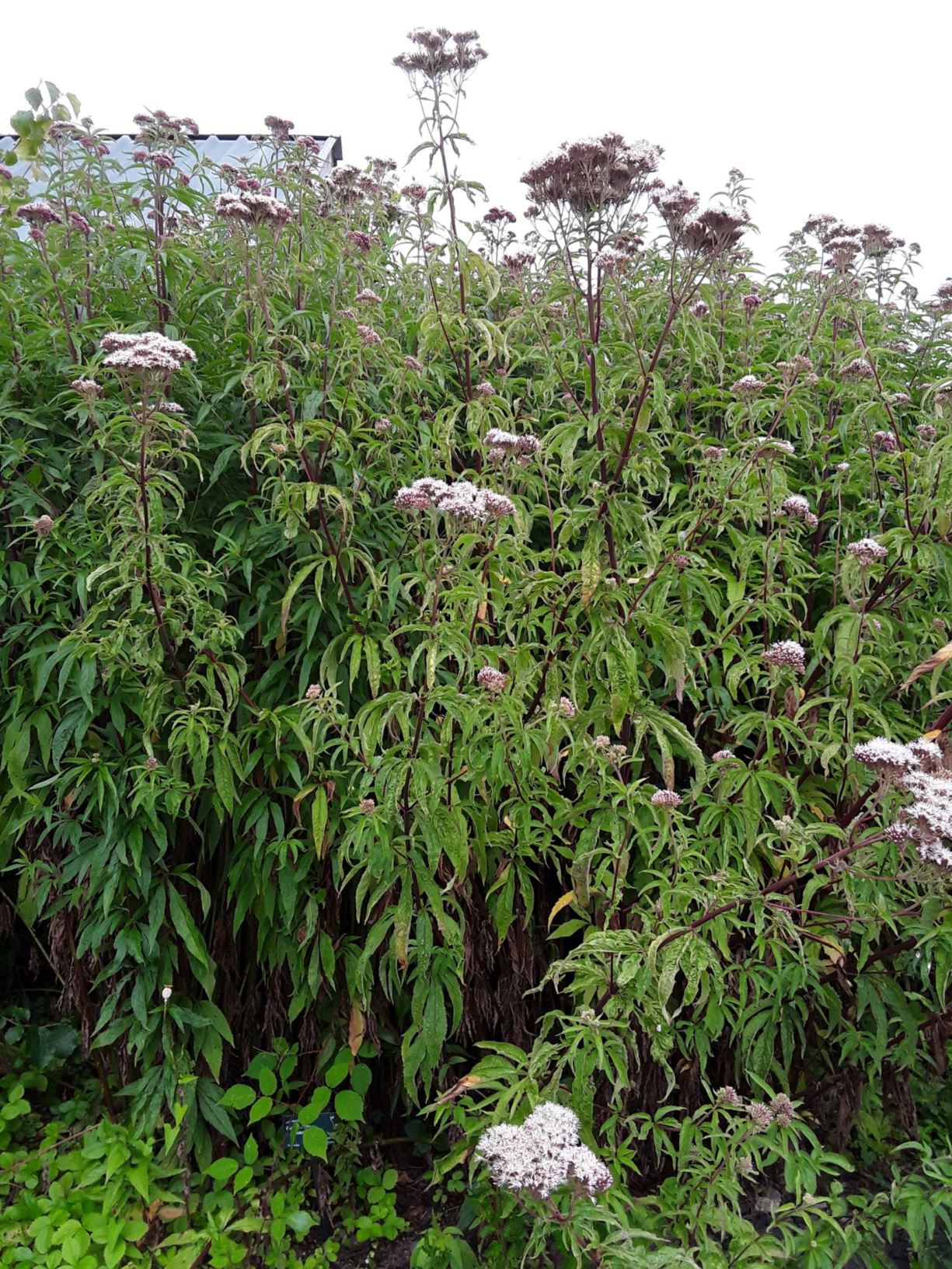 Eupatorium cannabinum - byddon chwerw, hemp agrimony, ague weed, Dutch ...