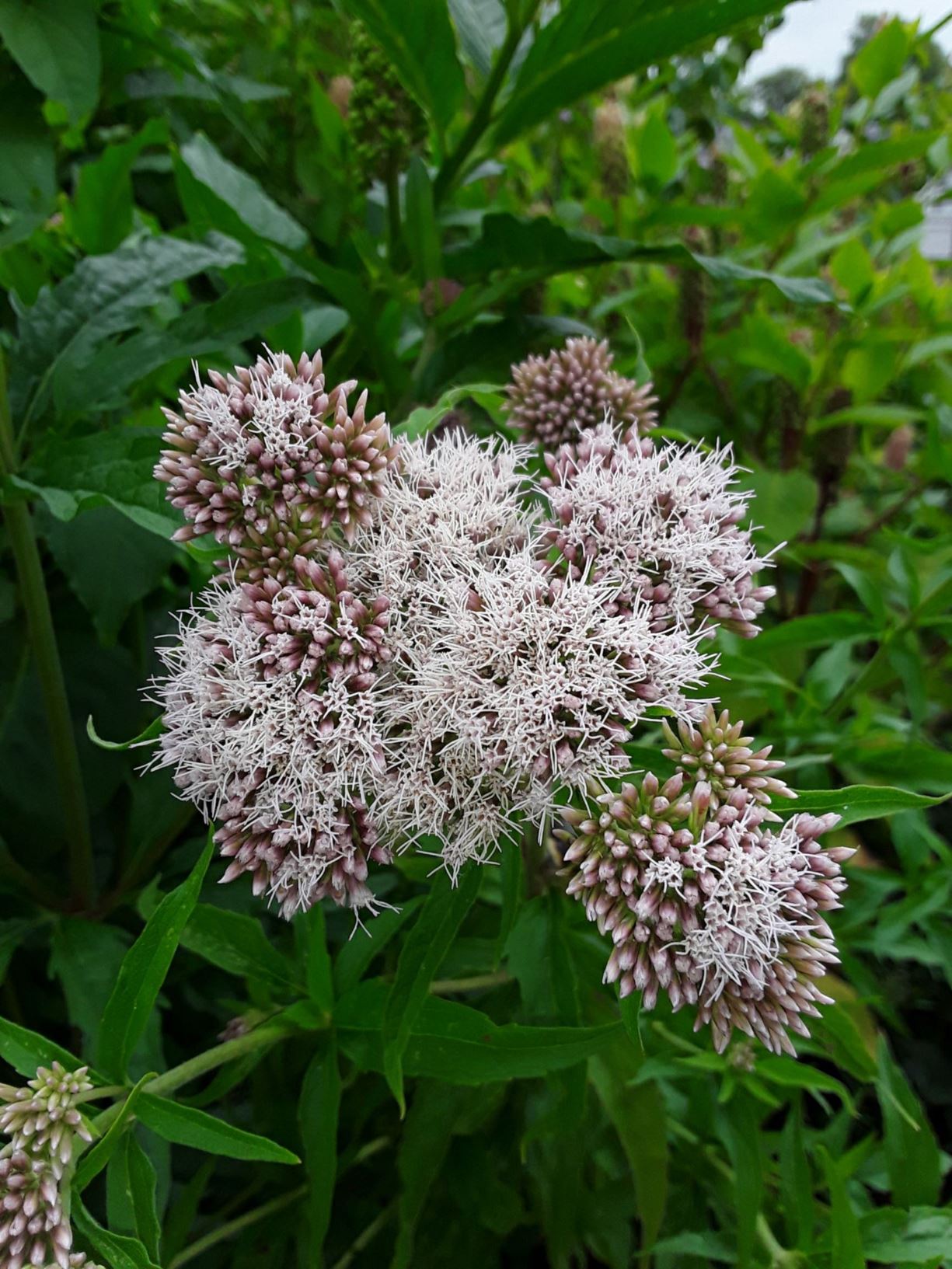 Eupatorium cannabinum - byddon chwerw, hemp agrimony, ague weed, Dutch ...