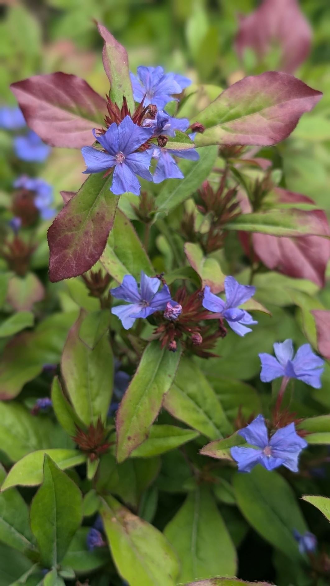 Ceratostigma plumbaginoides - hardy blue-flowered leadwort, blue ...