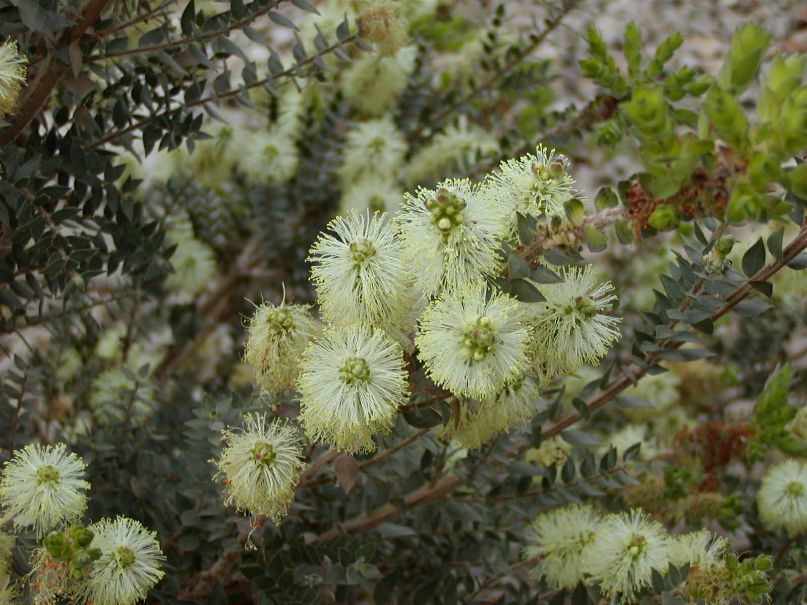 Kunzea ambigua - Victorian bottle-green tea-tree, tick bush | National ...