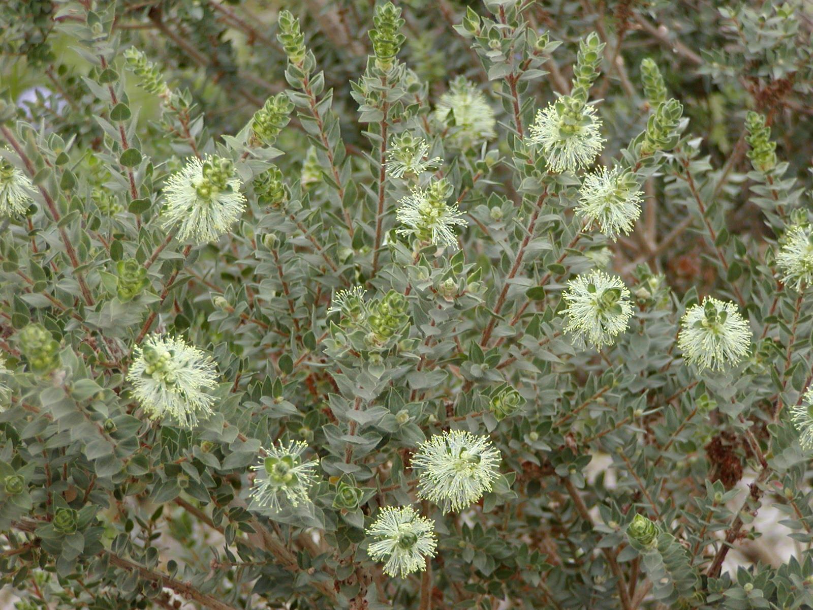 Kunzea ambigua - Victorian bottle-green tea-tree, tick bush | National ...
