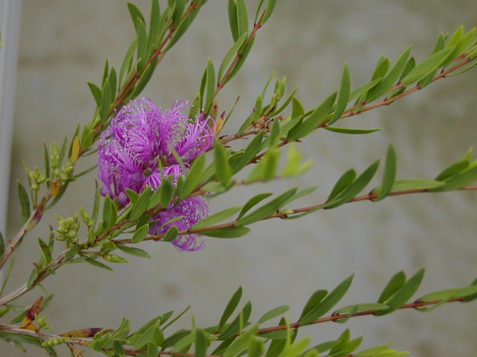 Melaleuca thymifolia - thyme honey-myrtle | National Botanic Garden of ...