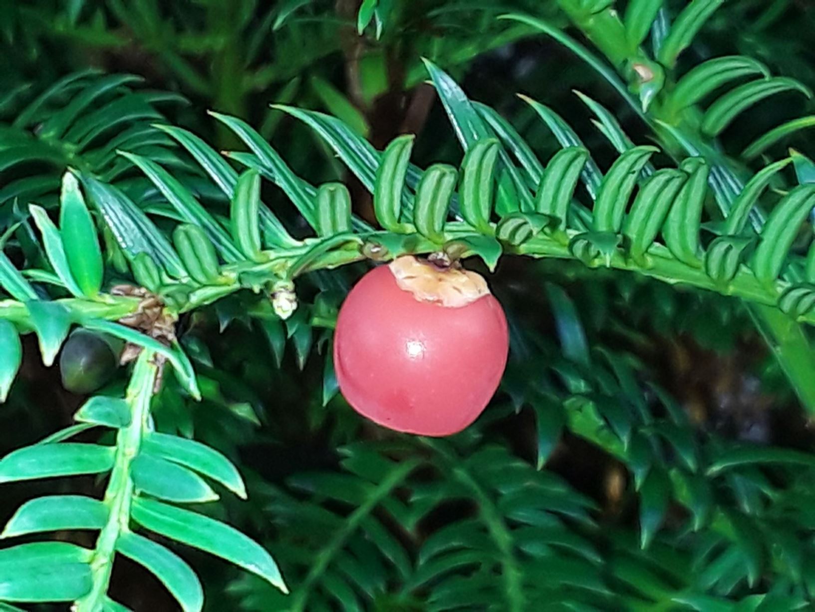 Taxus baccata - ywen, common yew, English yew | National Botanic Garden ...